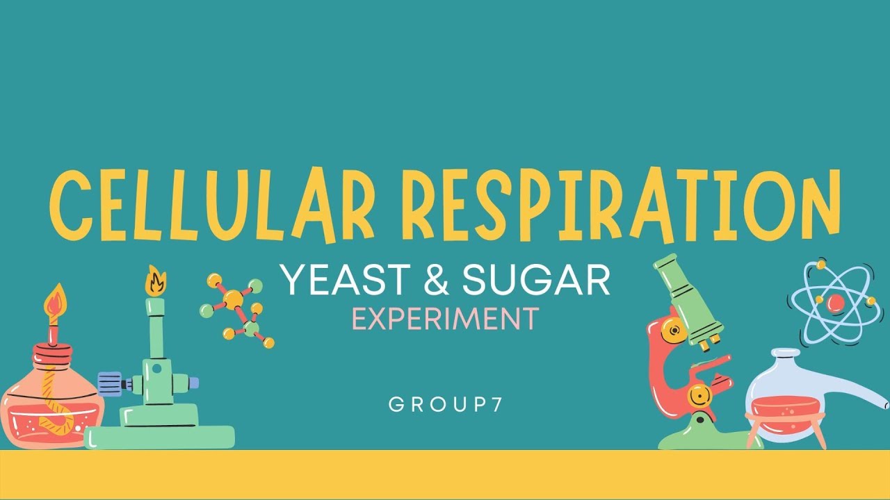 GENERAL BIOLOGY CELLULAR RESPIRATION EXPERIMENT - YouTube