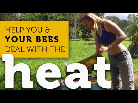 How To Help Bees In The Heat