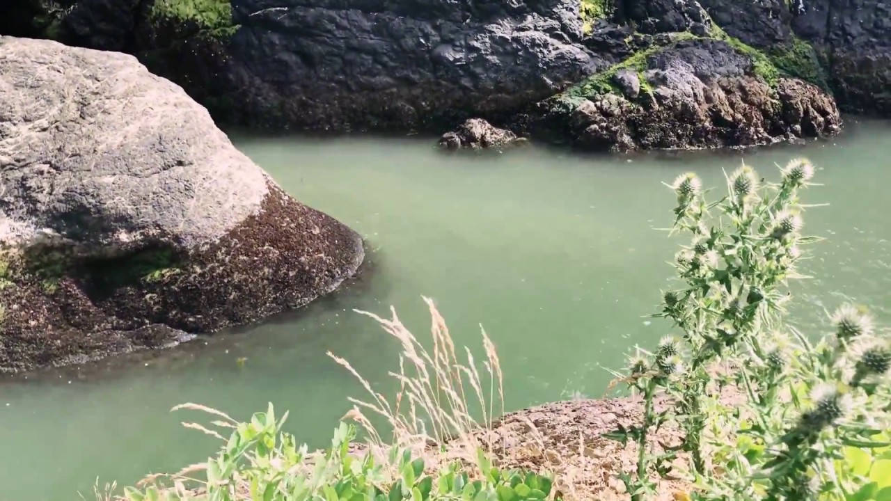Otter @ Cape Disappointment, Washington 7-22-17 - YouTube