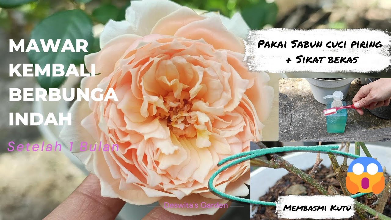 Cara Ampuh Membersihkan Kutu Pada Mawar | 3 Minggu Mawar Pulih kembali ...