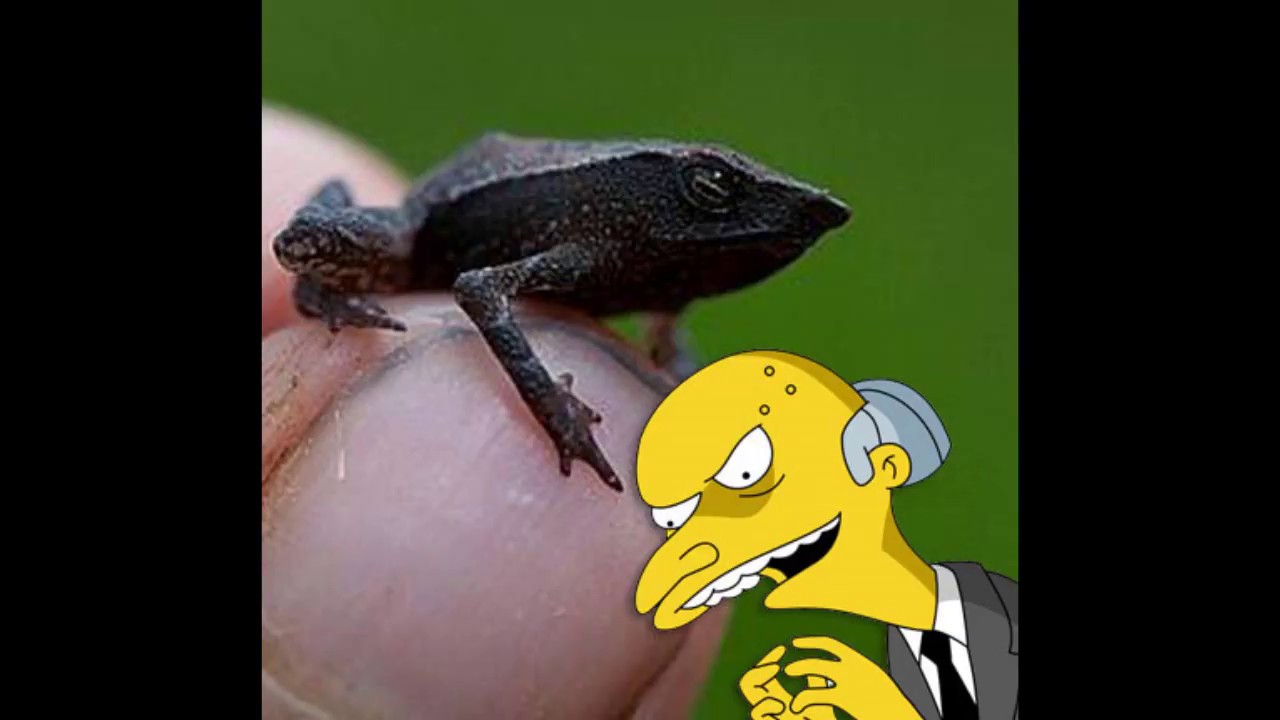 Sapo simpson - YouTube