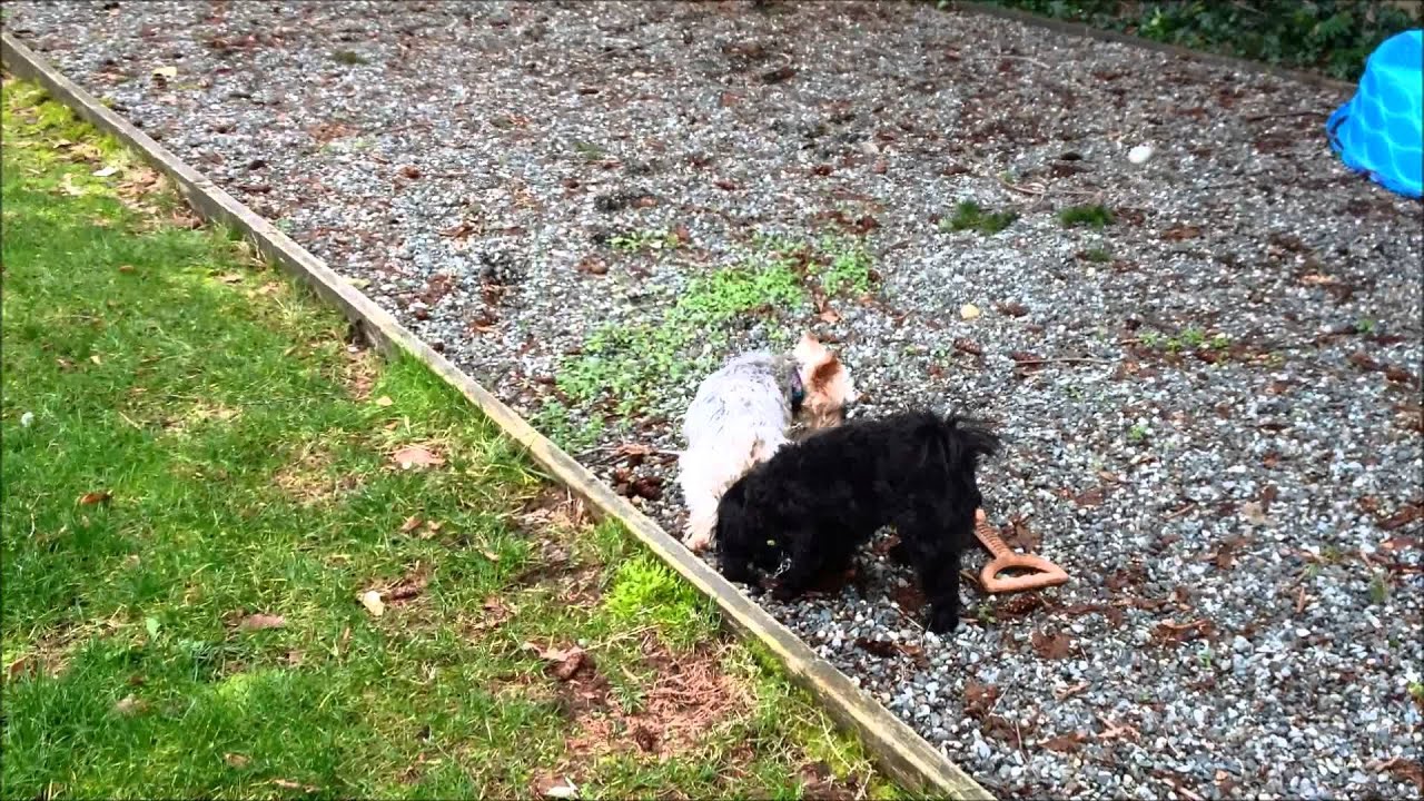 Peeing like a skunk - YouTube