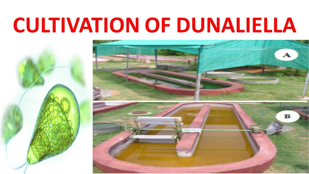CULTIVATION OF DUNALIELLA - YouTube