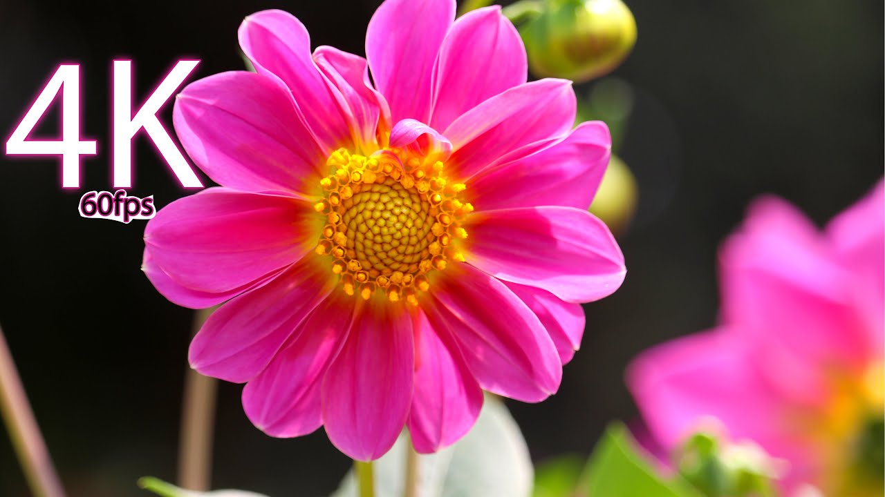 4k videos - UltraHD HDR (60fps) | Blooming Flowers - YouTube
