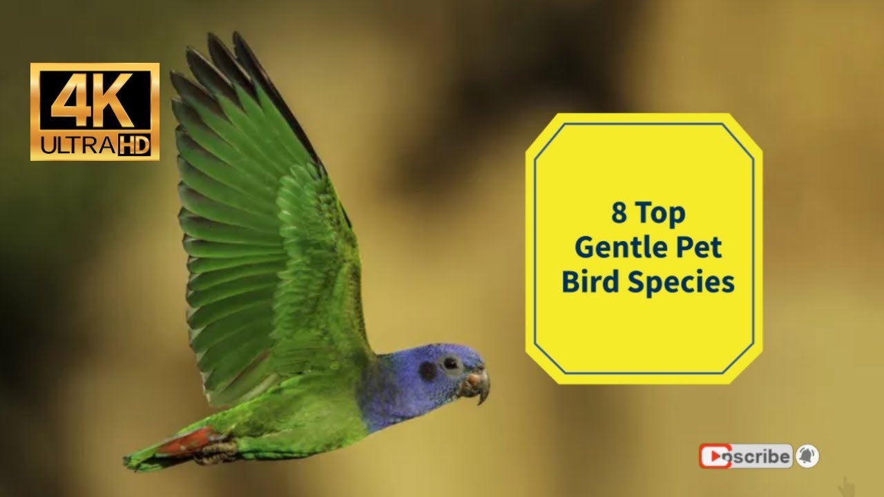 8 Top Gentle Pet Bird Species 4K - YouTube