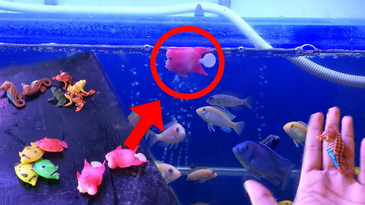 Fake Fish for aquarium / artificial fish/frog For Aquarium (cheap price ...