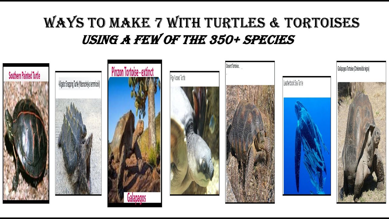 Fun With Numbers by Adding Ways to Make 7 With Turtles & Tortoises #2 ...