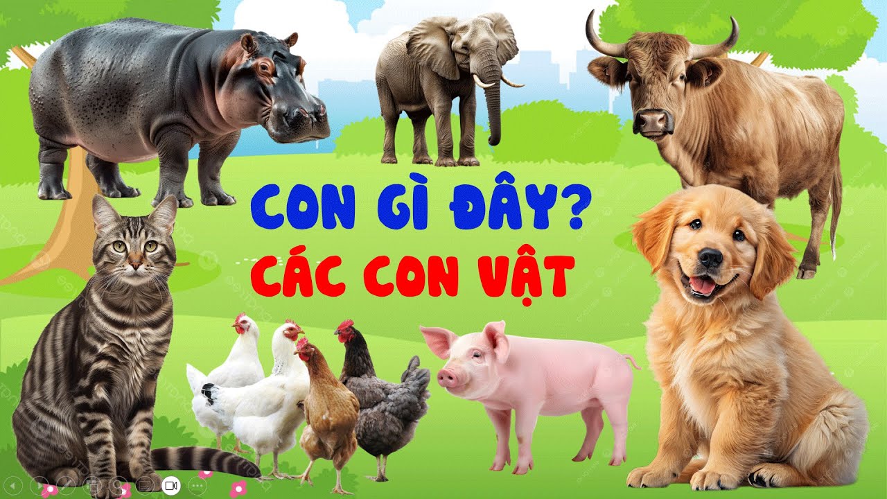 Con gì đây | Con bò, con gà, con mèo, con chó, con trâu, con heo, con ...