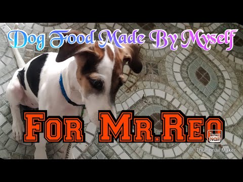 What Food I am Feeding For My Reo?Try This Once At Your Home Your Dog ...