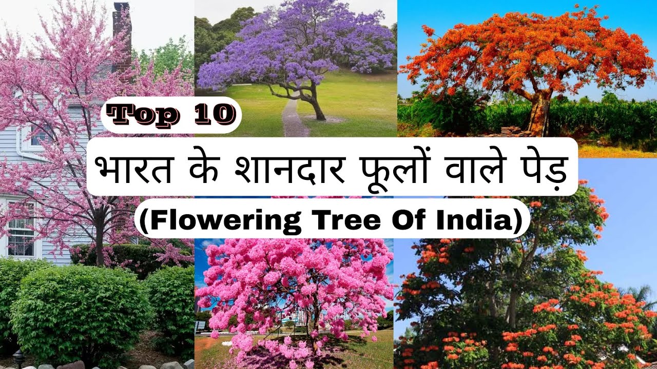 Top 10 Best Flowering Trees || Fastest growing trees || Best Flowering ...