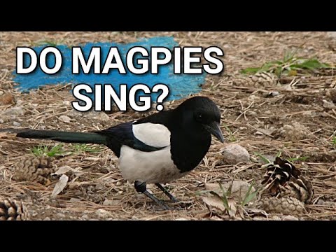 Is the Magpie a Songbird? Magpies Sing | Urban Wildlife. Wild Birds ...