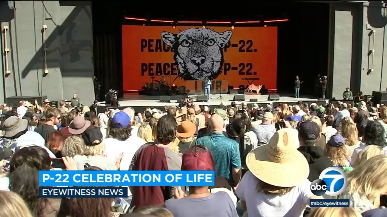 Celebration of life for famed mountain lion P-22 fills Greek Theatre ...