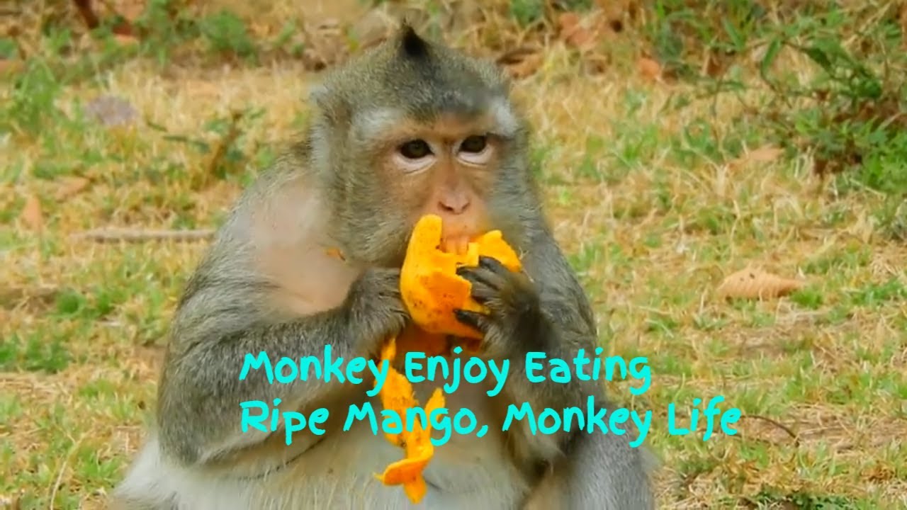 Monkey Enjoy Eating Ripe Mango | Monkey Daily Life Eating At Evening ...
