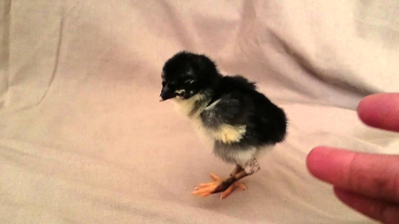 Possible slipped tendon in chick. - YouTube