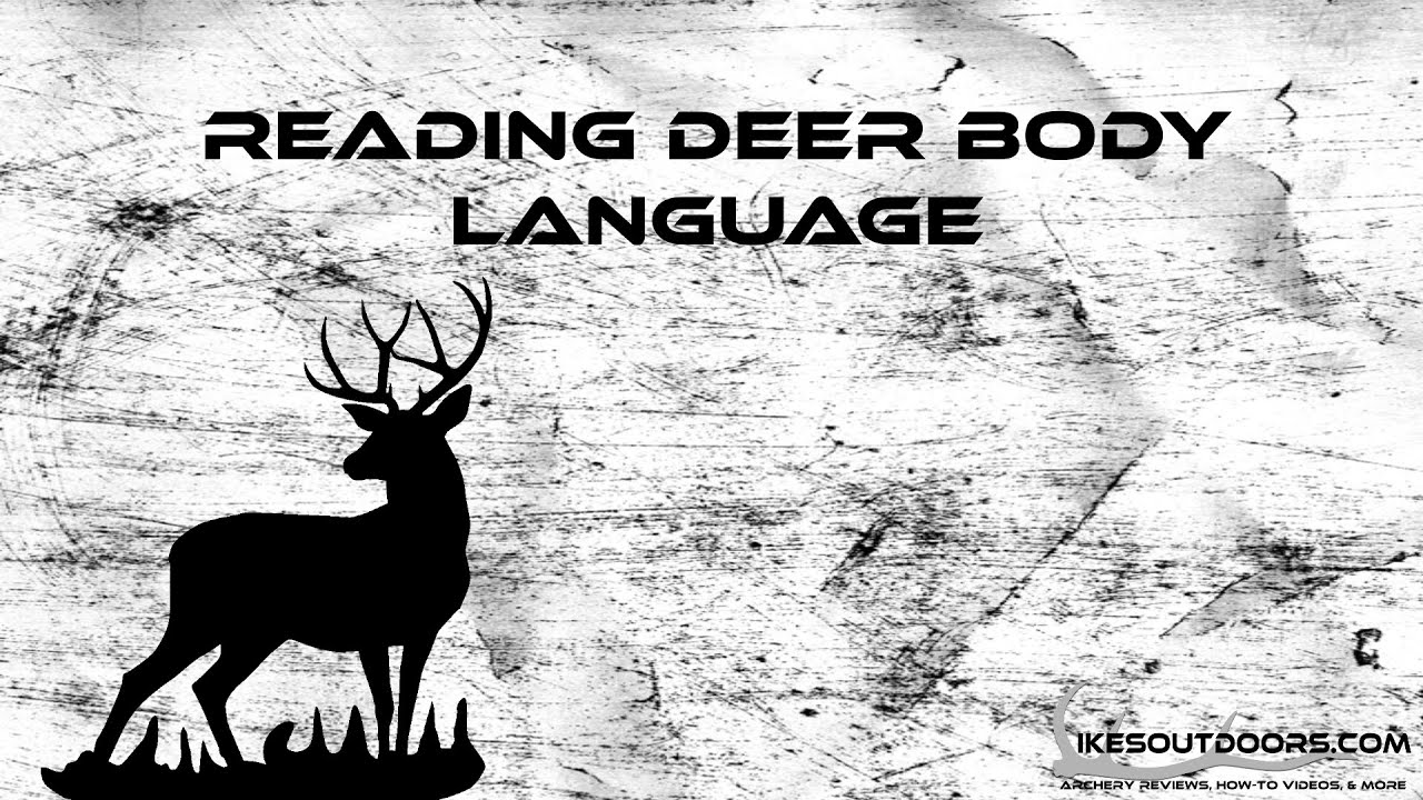 How To: Read Deer Body Language - YouTube
