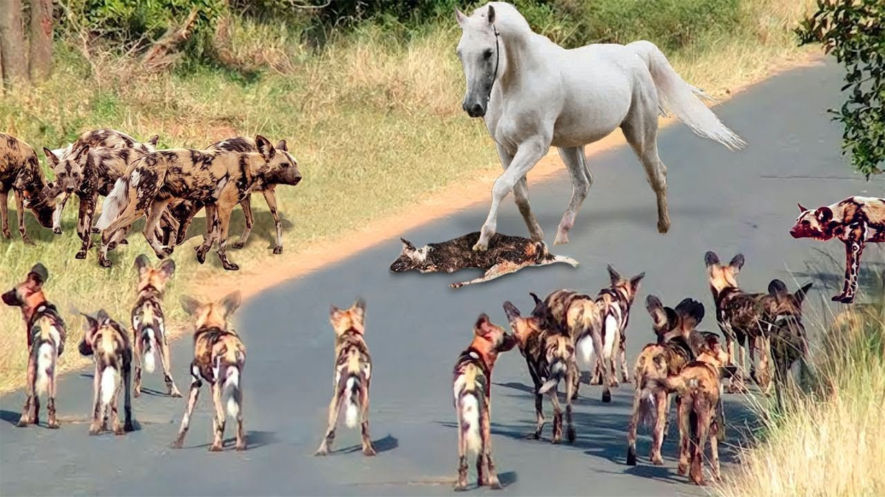 These Animals Messed With The Wrong Opponent!!! Rare Animal Battles ...