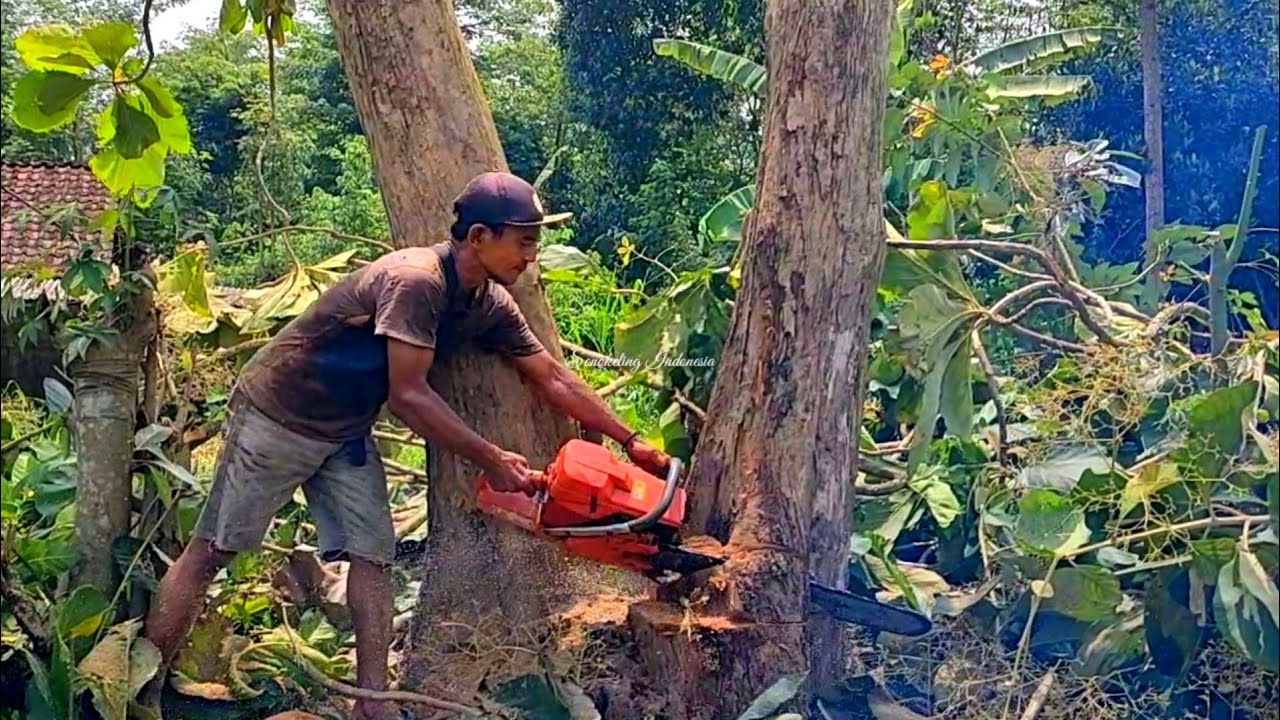 Cheapest Teak Tree Cutting ,, !! 5 Trees for only 650 thousand Use ...