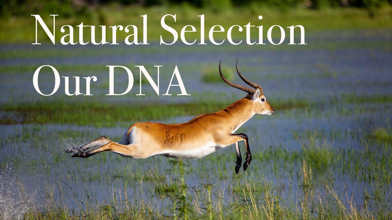 Natural Selection | Our DNA - YouTube