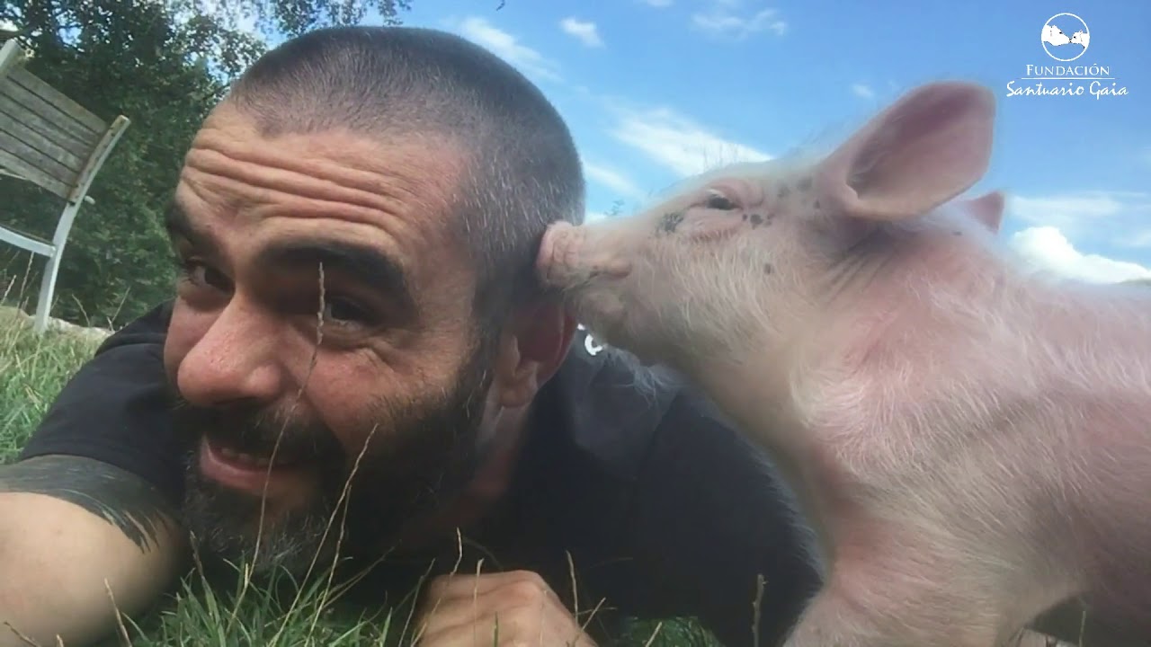 Bebé cerdito juega con su cuidador - YouTube