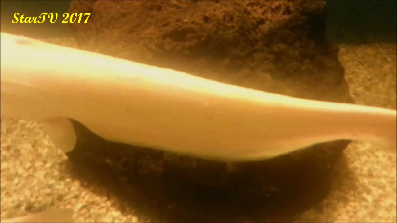 wielkie ryby SUMY i inne duże ryby w akwarium - YouTube