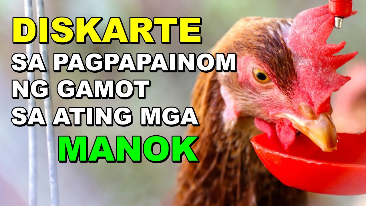 DISKARTE SA PAGPAPAINOM NG GAMOT SA ATING MGA MANOK - YouTube
