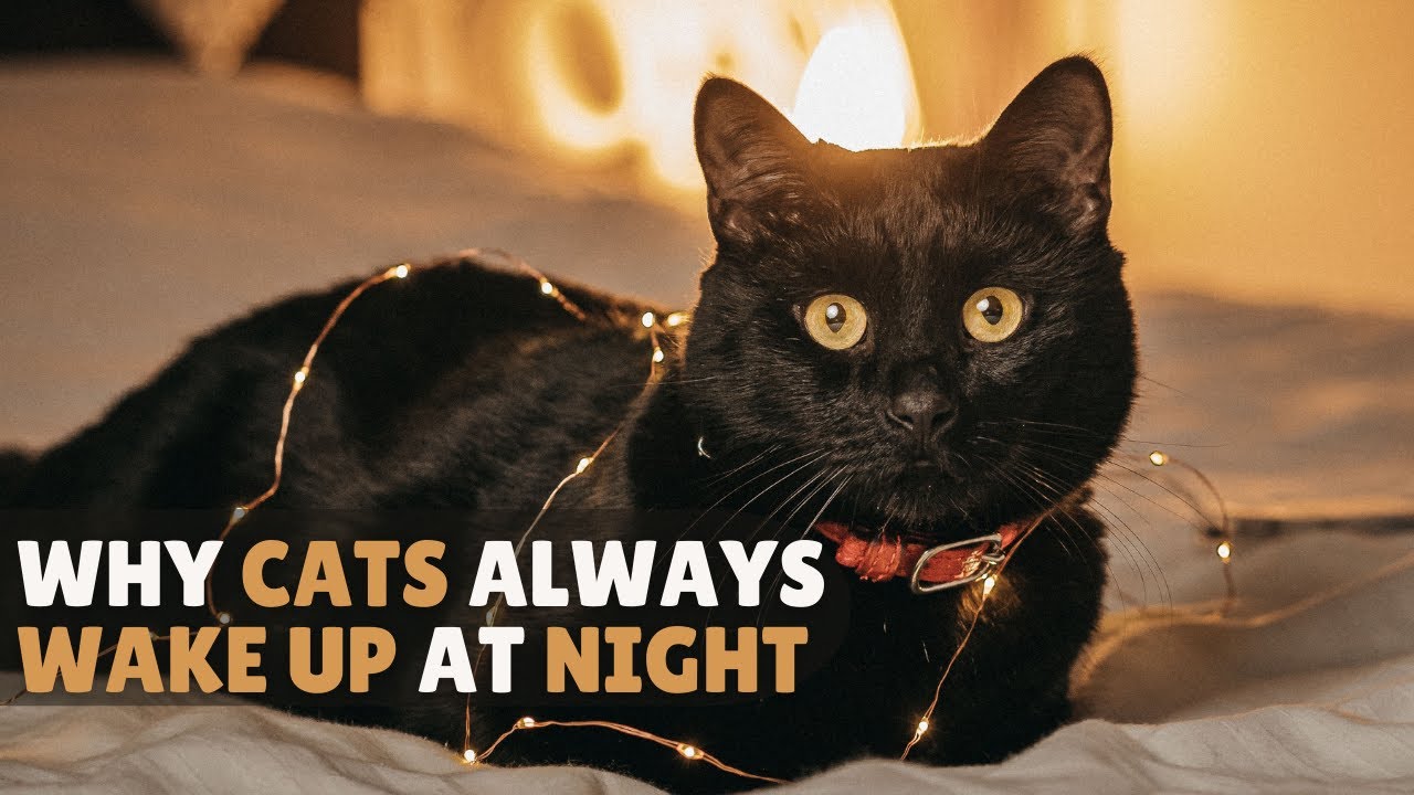 If your cats always wake you up at night, watch this - YouTube