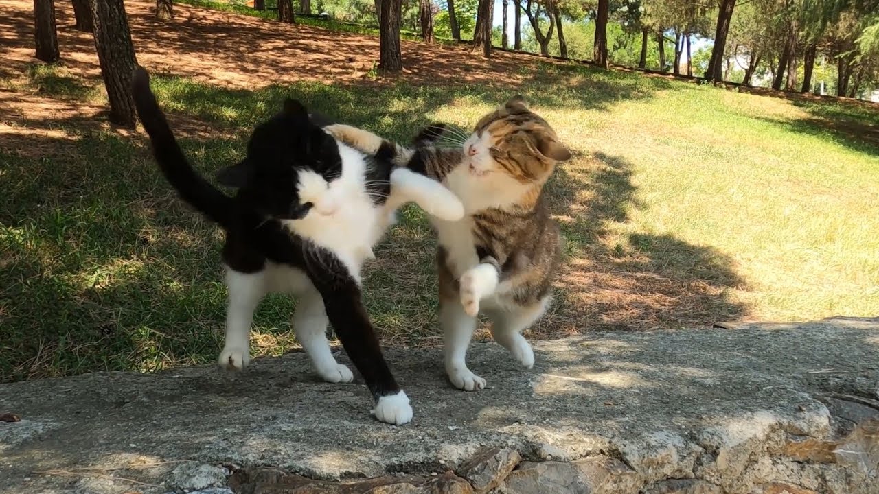 A funny thing happened when a cat got attacked by another cat - YouTube
