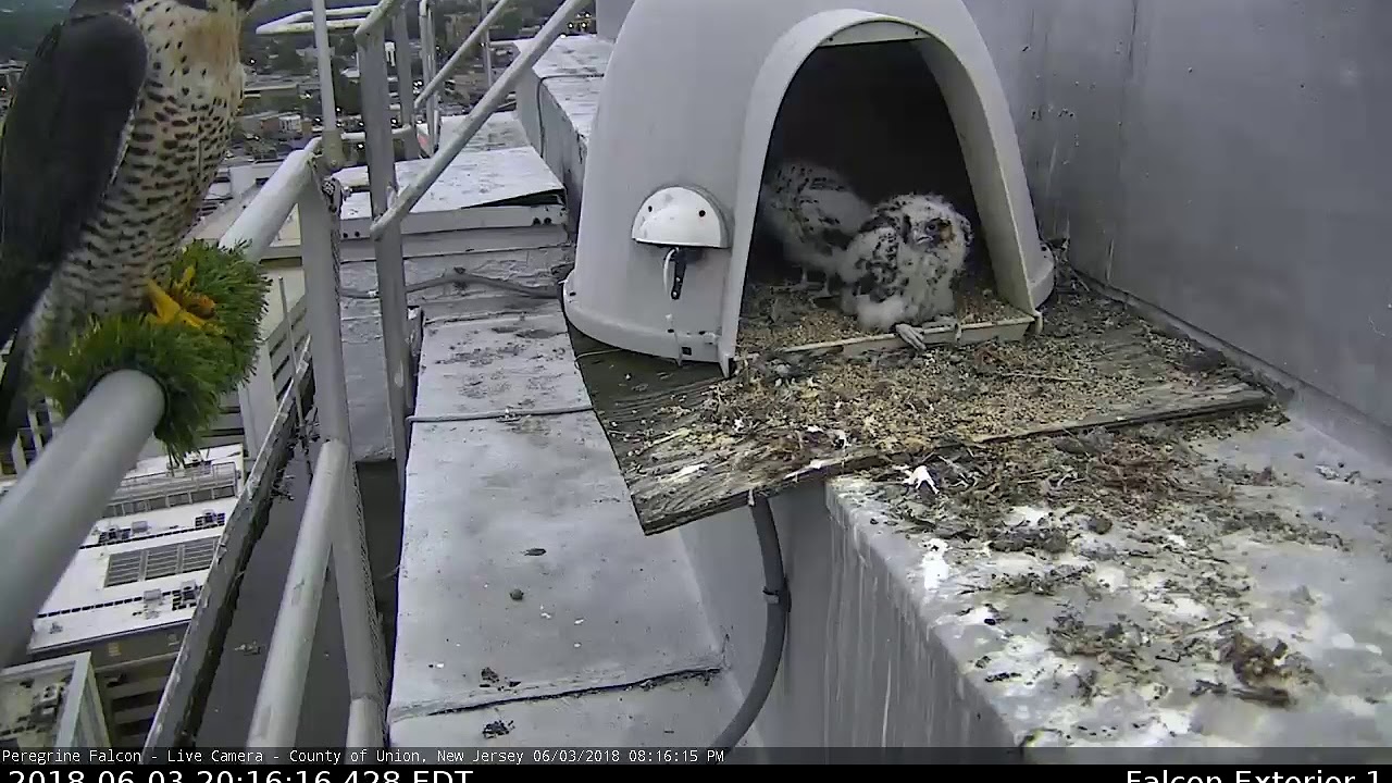 Peregrine Falcon Lands on Artificial Turf Railing - YouTube