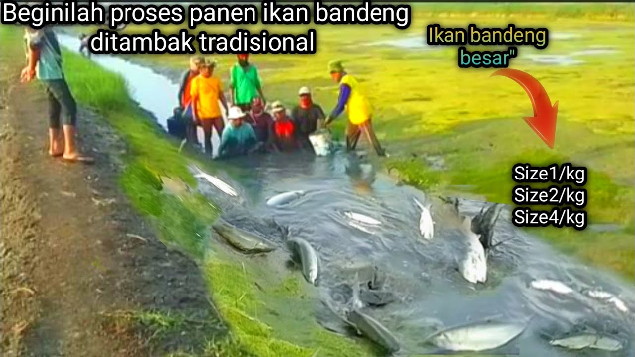 Panen ikan bandeng ditambak tradisional _ Beginilah proses penangkapan ...