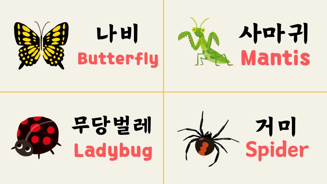 Insect names in Korean 곤충 이름 #korean #koreanvocabulary #koreanlistening ...