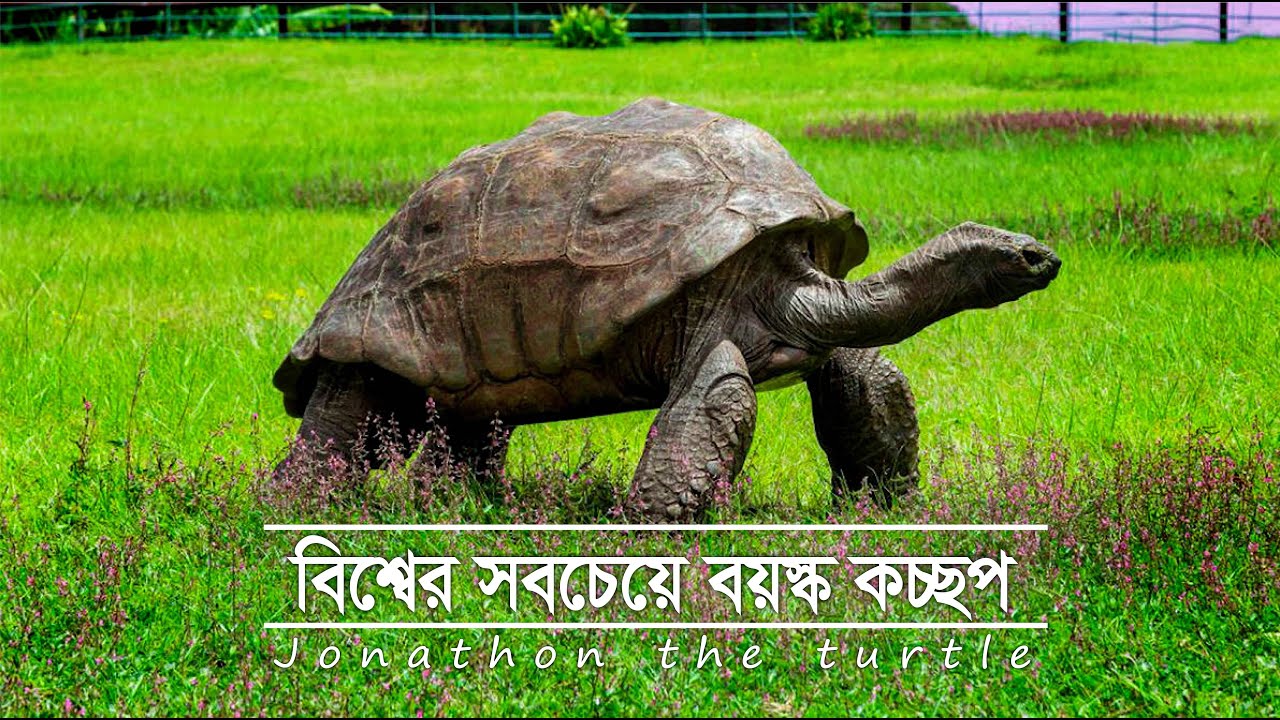 বিশ্বের সবচেয়ে বয়স্ক কচ্ছপ জনাথন।Jonathan the Turtle। Bangla ...