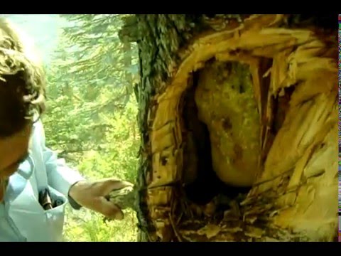Ormanda ağaç kütüğü içinde dogal bal (natural honey)