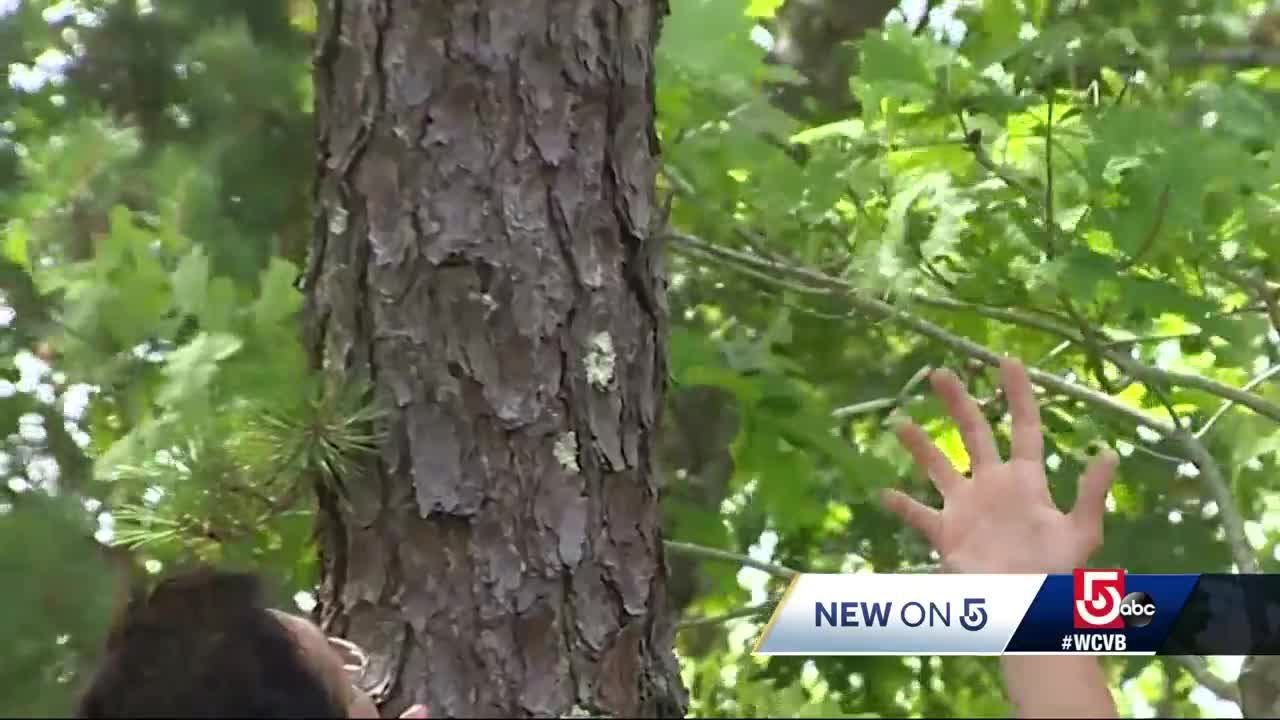 Invasive beetles wreaking havoc on Cape Cod - YouTube