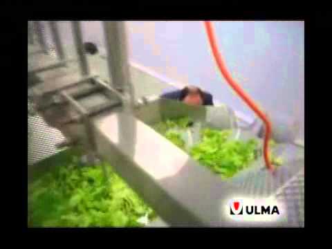 Fresh cutted lettuce packaging in vertical machine (VFFS) ready for ...