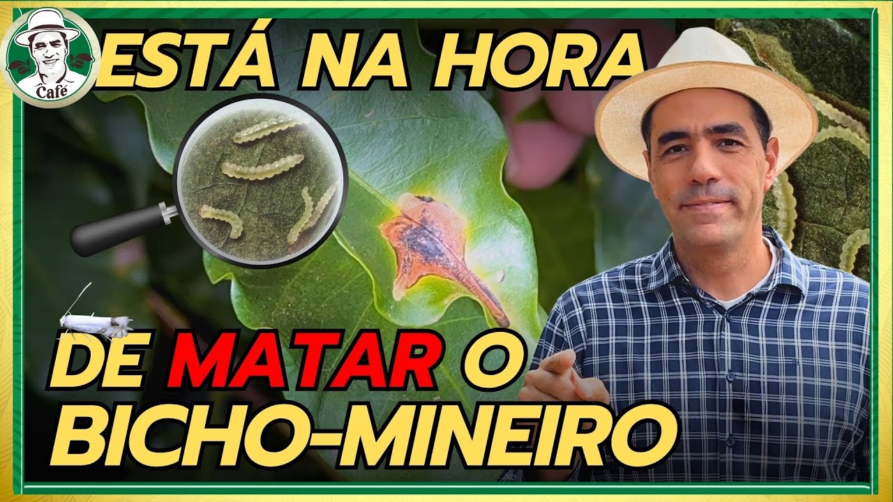 A PIOR PRADA DO CAFÉ - Aprenda a combater o BICHO-MINEIRO - YouTube