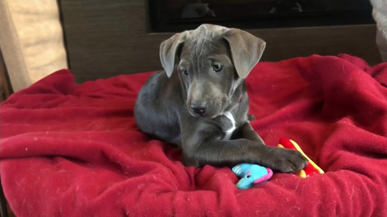 Paws & Pals: Dogs up for adoption at Posh Pets Rescue - YouTube