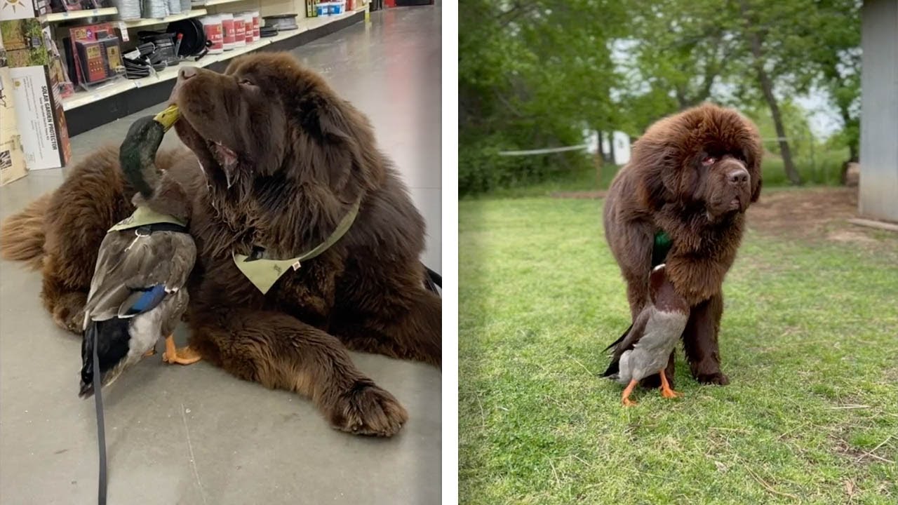 Dog And Duck Best Friends - YouTube