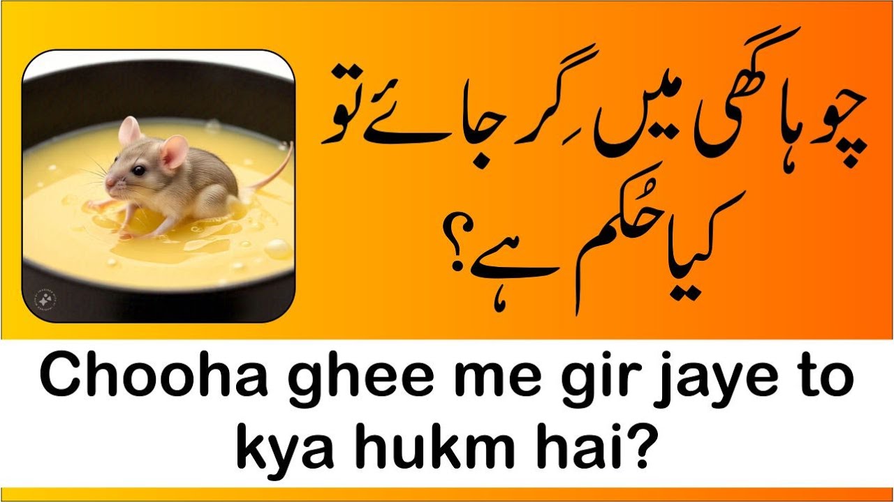 Chooha Ghee me Gir jaye to Kya Hukm hai ? | Dars-E-Quraan | By Dr Hafiz ...