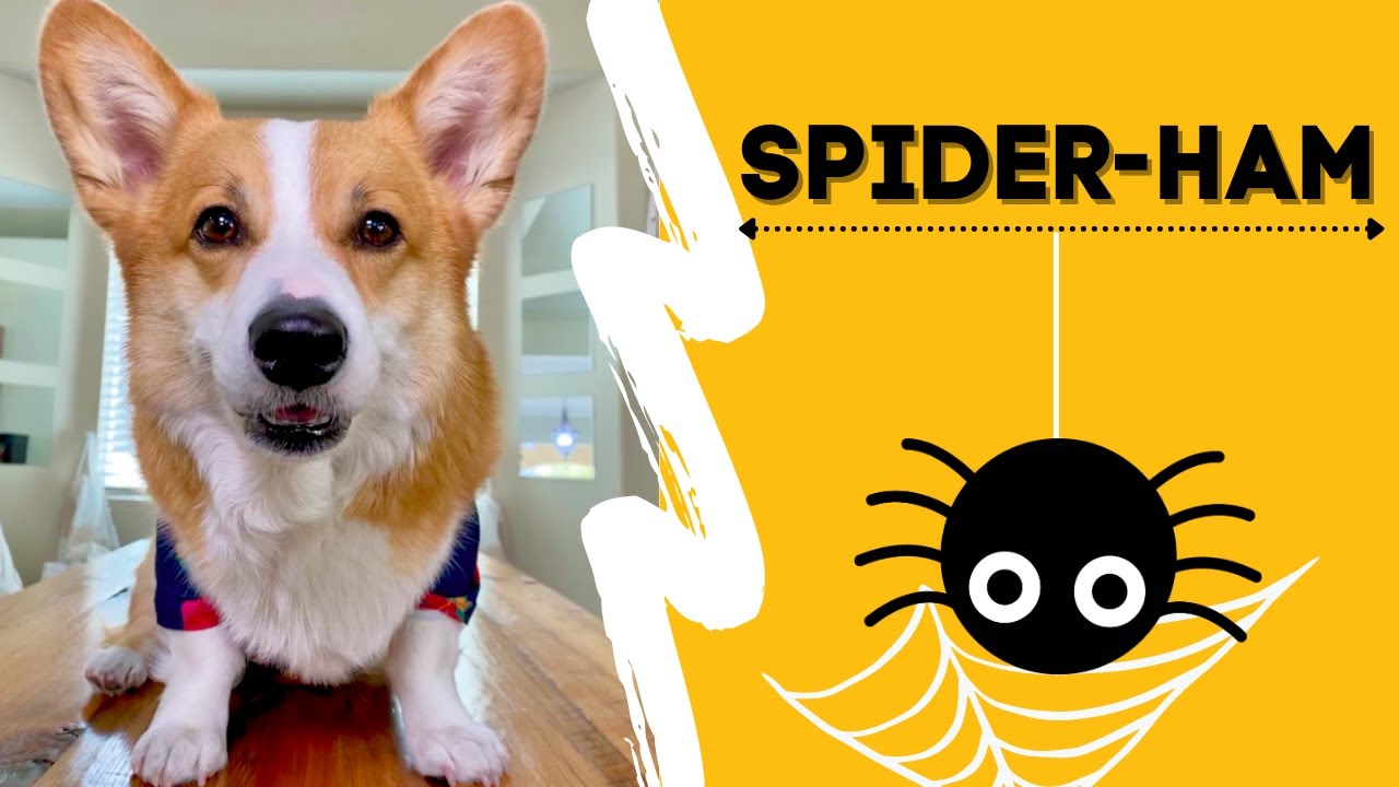 Dog turns into SPIDERMAN! | Hammy & Olivia Corgi - YouTube