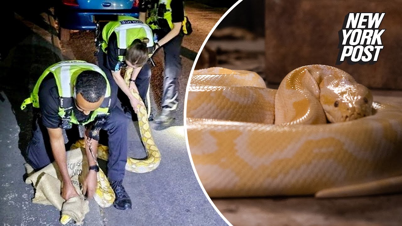 12-foot Python Let Loose in Streets of England - Cops Corral - YouTube