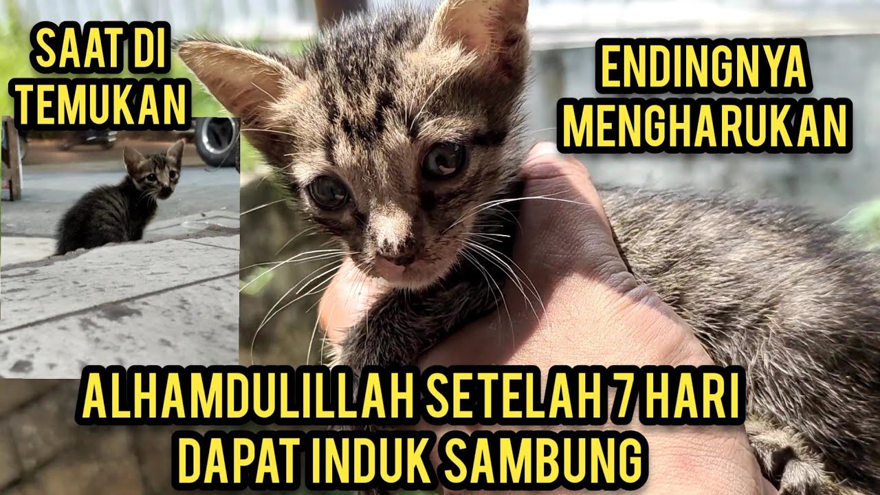 Anak Kucing Menangis Di Pinggir Jalan Karena Mencari Induknya Part 2 Dapat Induk Sambung ...