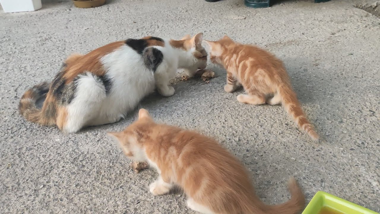 Kittens eating liver with mother cat Kittens Feeding Cat videos Cute ...