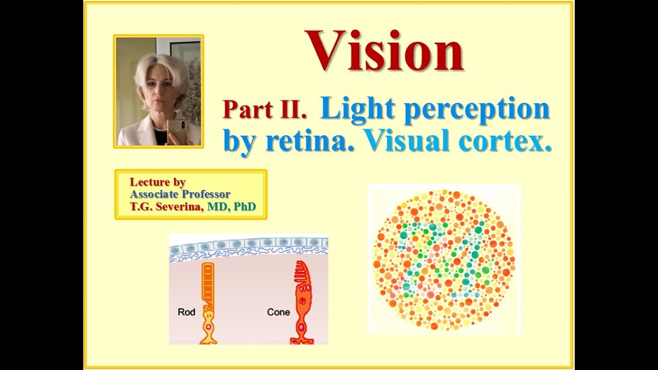 Vision (part II). Light Perception. Visual Cortex - YouTube