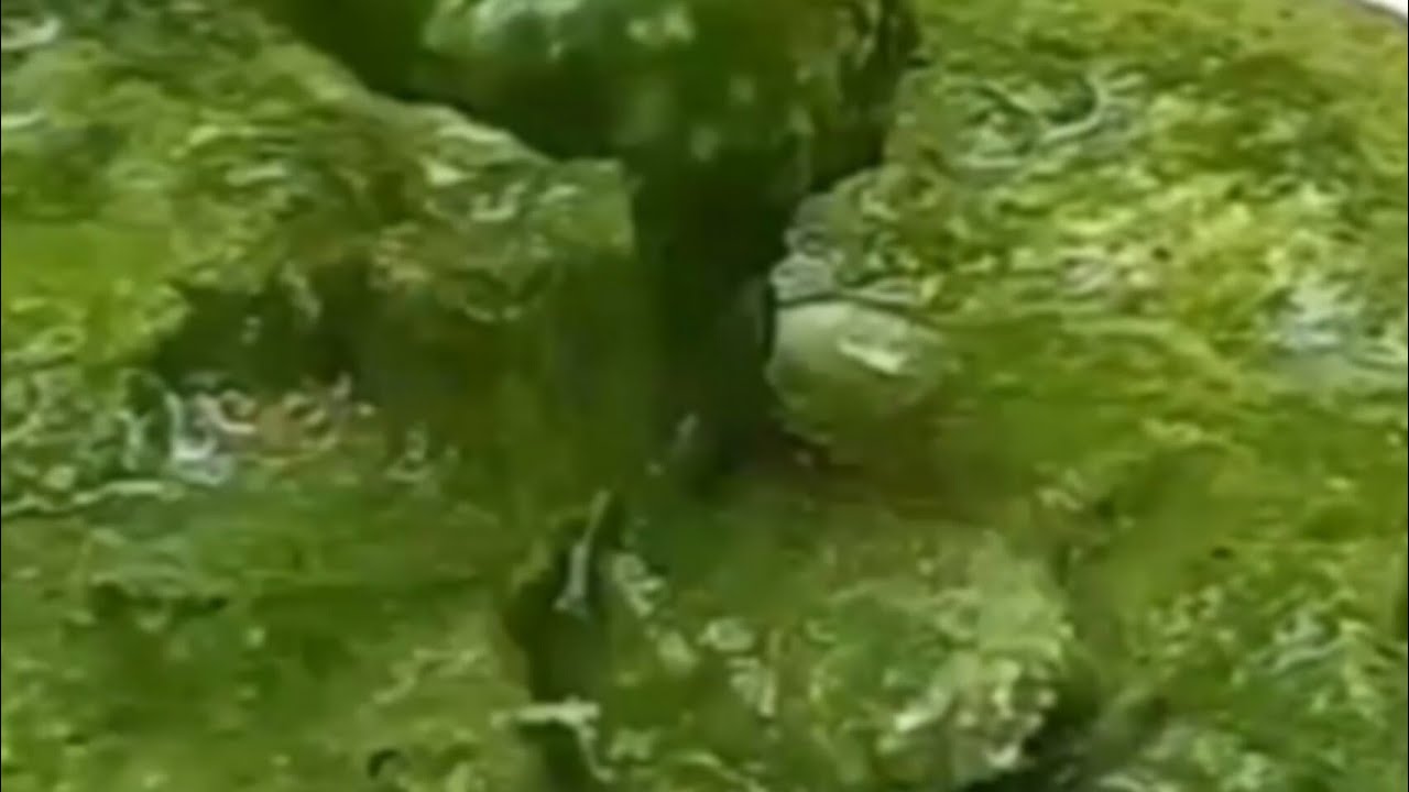 লাউ শাক বাটা ভাপা | Lau Pata Bhapa Recipe | Steamed Bottle Gourd Recipe ...