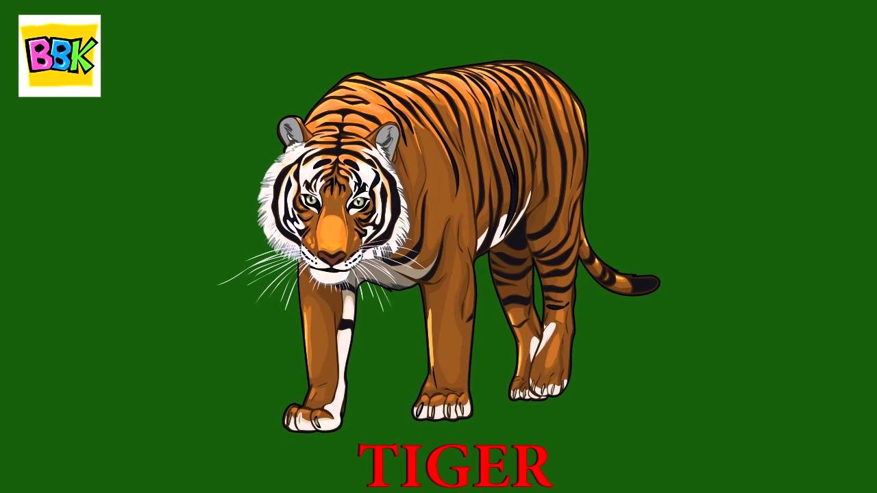 The Finger Family Song | Tiger | English Nursery Rhymes For Kids - YouTube