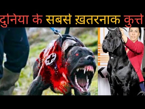दुनिया के 5 ऐसे कुत्ते जो ले सकते हैं आपकी जान | 5 such dogs of the ...