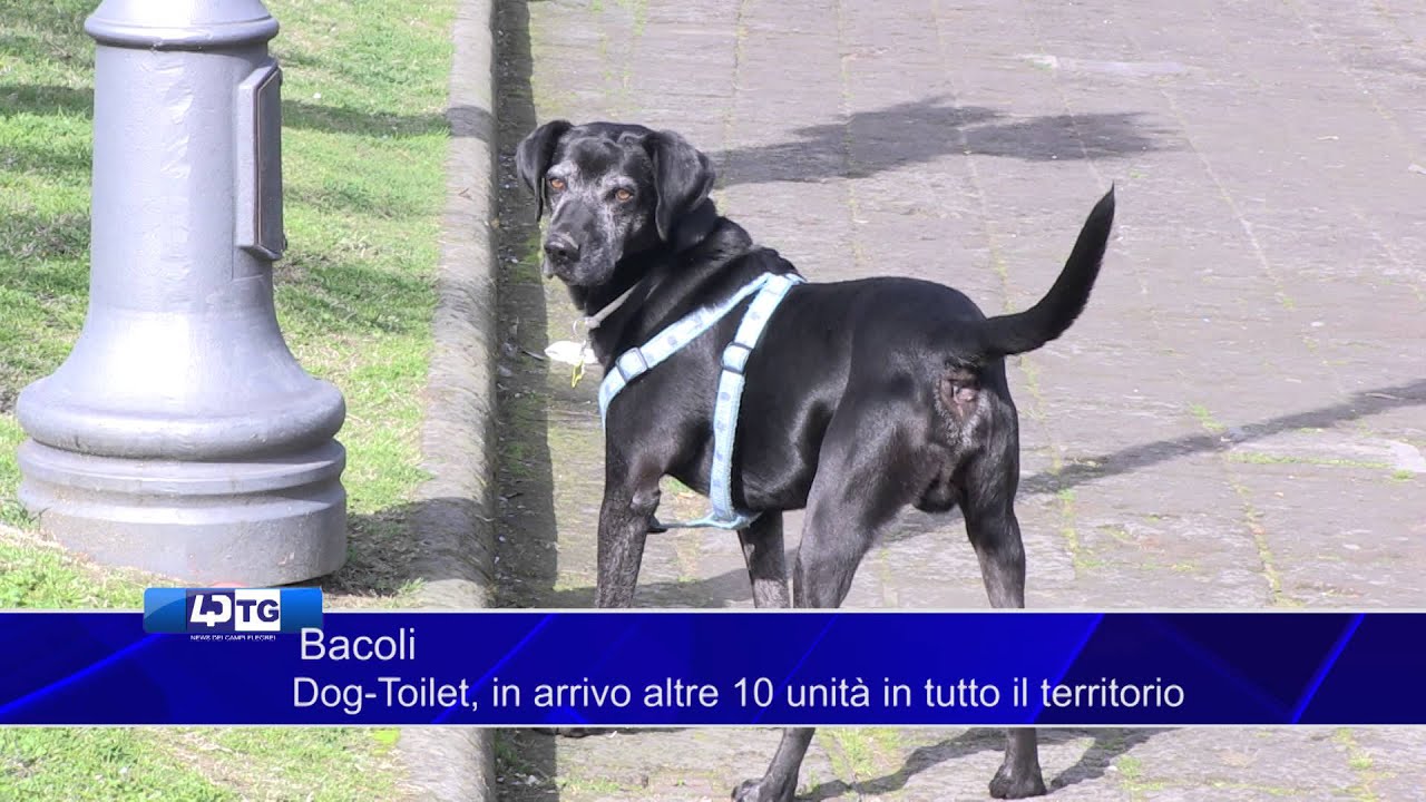 Bacoli Dog Toilet, in arrivo altre 10 unità in tutto il territorio ...