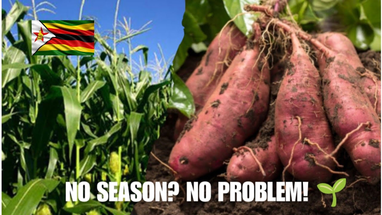 Crops You Can Grow in ANY Month of the Year in Zimbabwe - YouTube