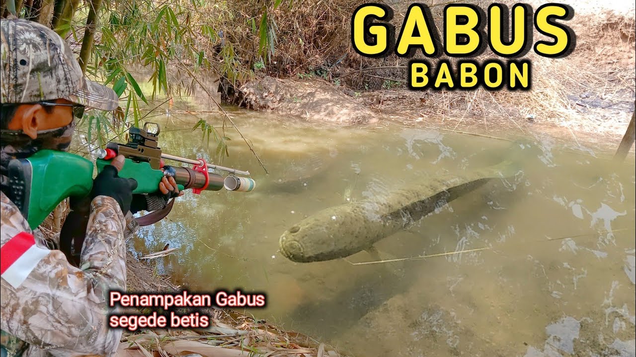 Bikin Heran‼️ ikan Segede-gede gaban gak ada yang maser #nembakikan ...