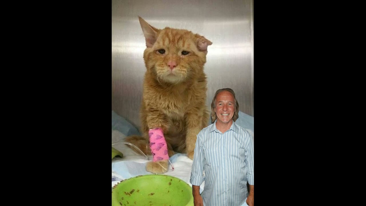 Jackie Matling vs Timmy the Cat - YouTube